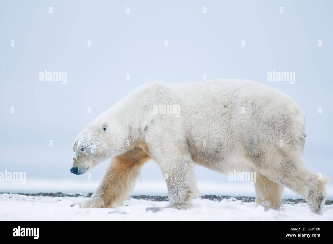 polar bear Ursus maritimus old adult boar walks along the Arctic ...