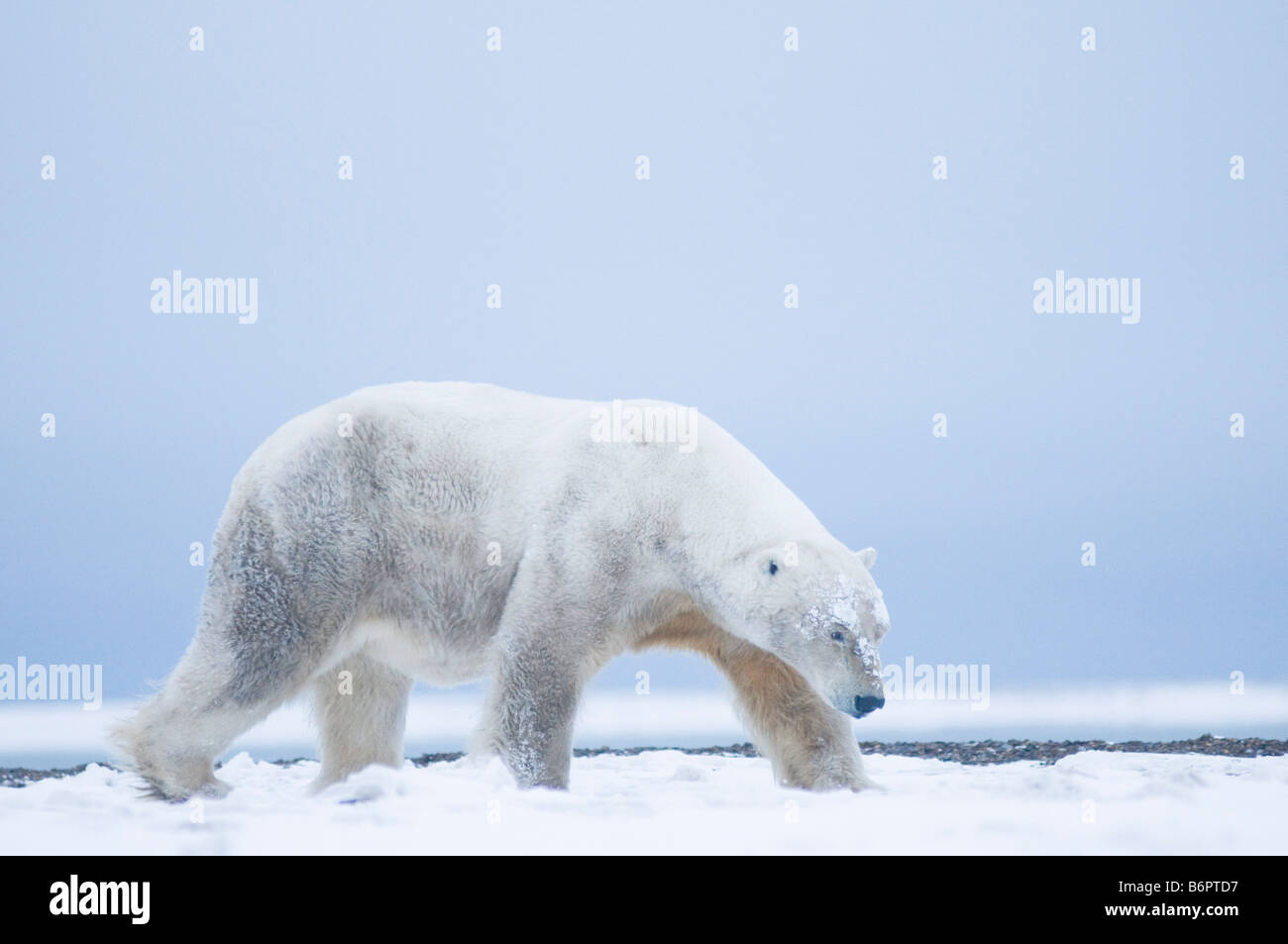 polar bear Ursus maritimus old adult boar walks along the Arctic ...