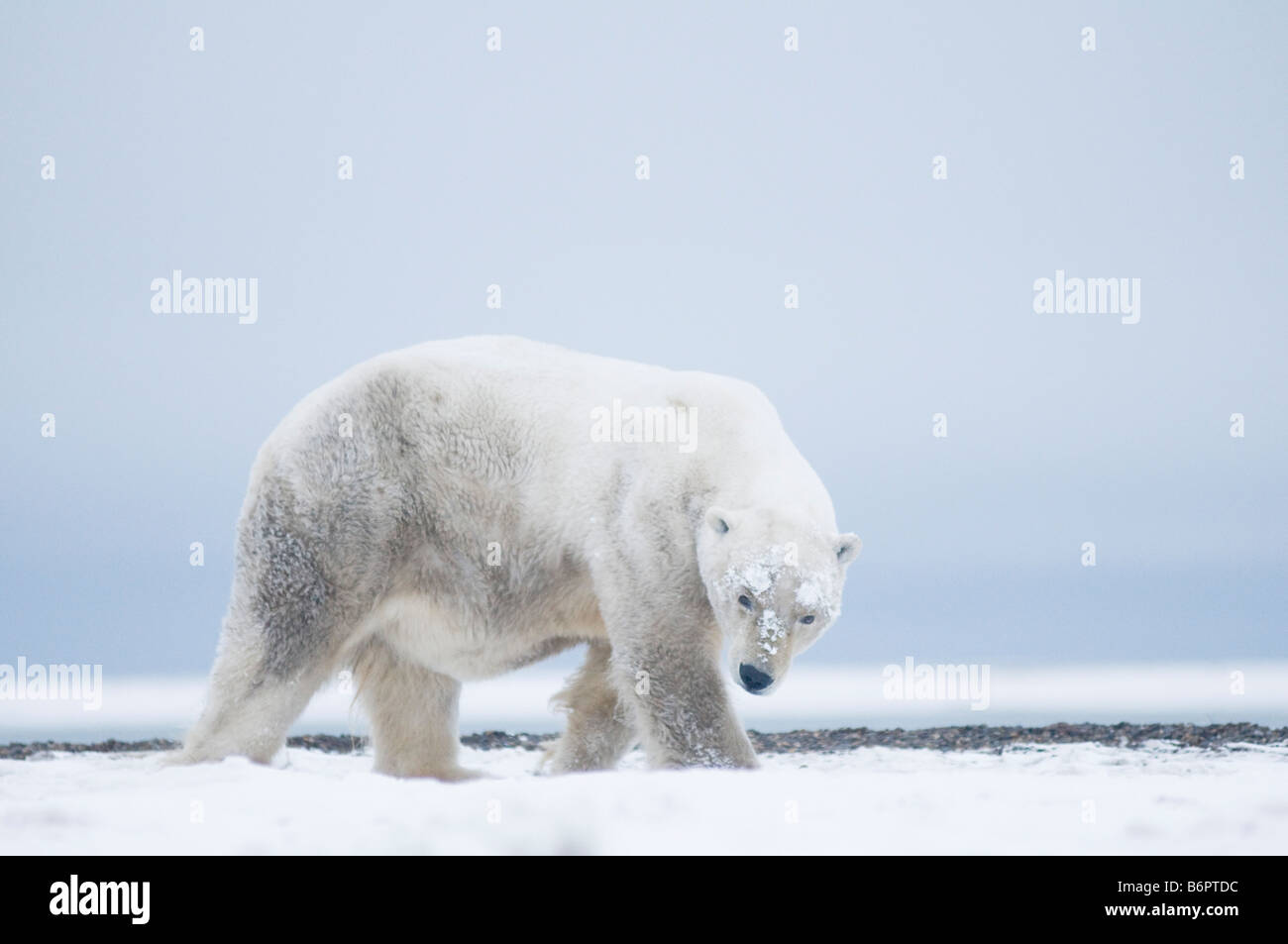 polar bear Ursus maritimus old adult boar walks along the Arctic ...