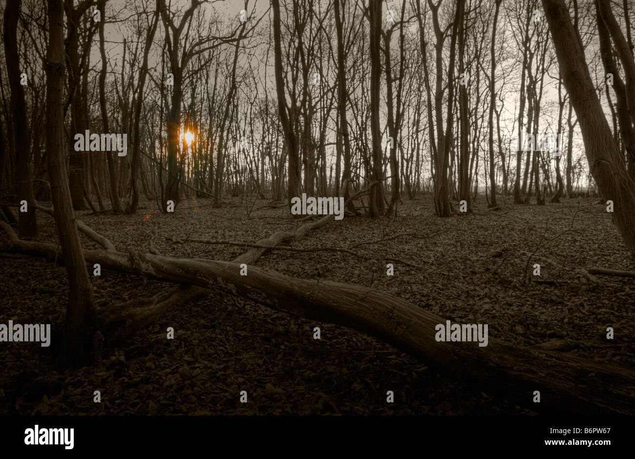 Scary sunrise/set in very spooky looking woodland Stock Photo - Alamy
