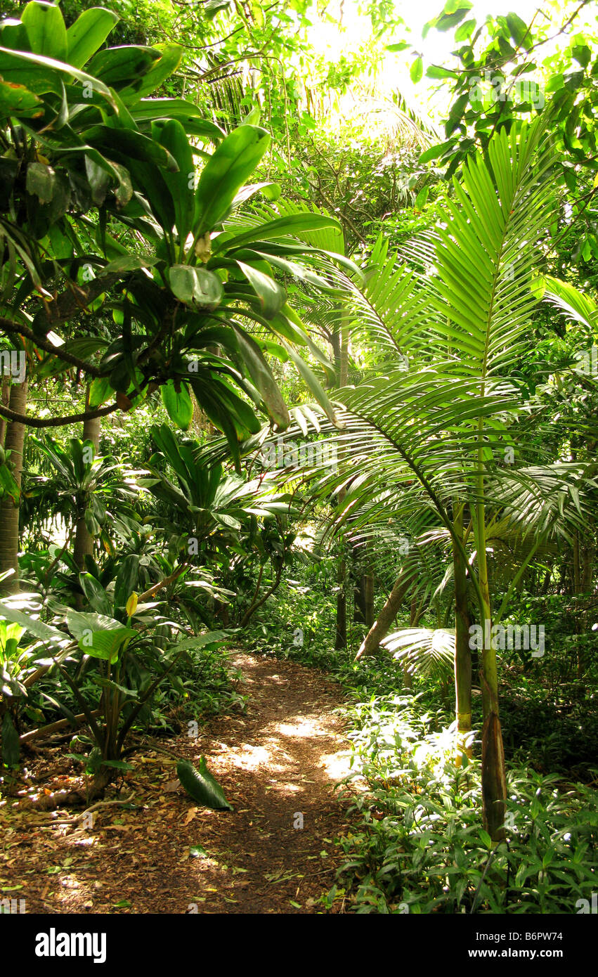 Rainforest walkway in Sydney s Botantic Gardens Stock Photo - Alamy
