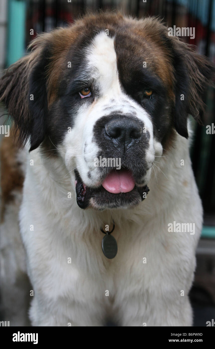 A Saint Bernhard dog Stock Photo - Alamy