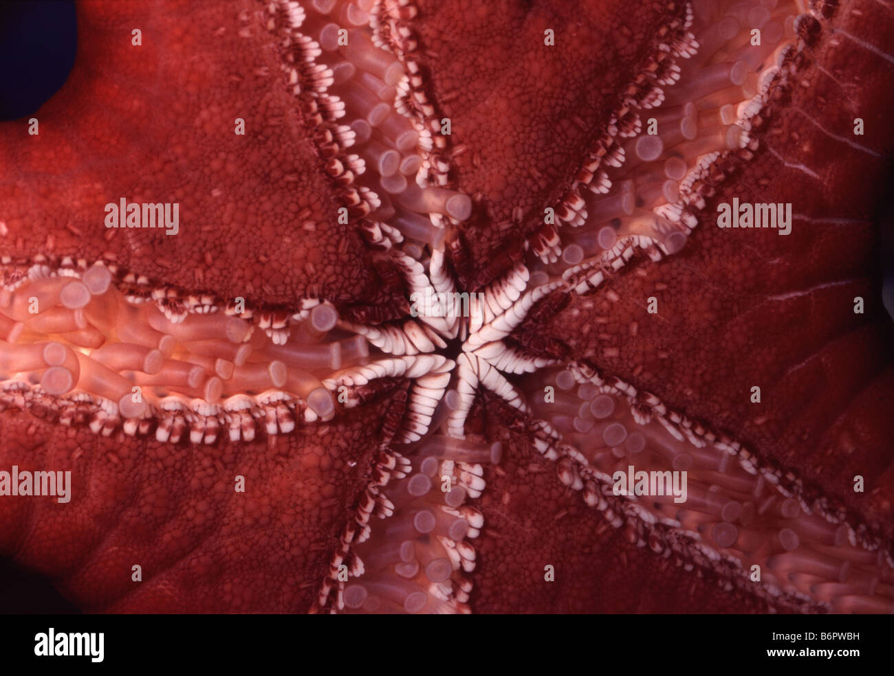 Starfish mouth hi-res stock photography and images - Alamy