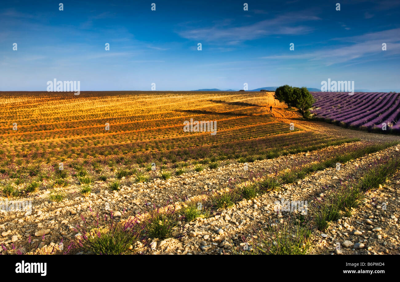 Early morning in Provence Stock Photo - Alamy