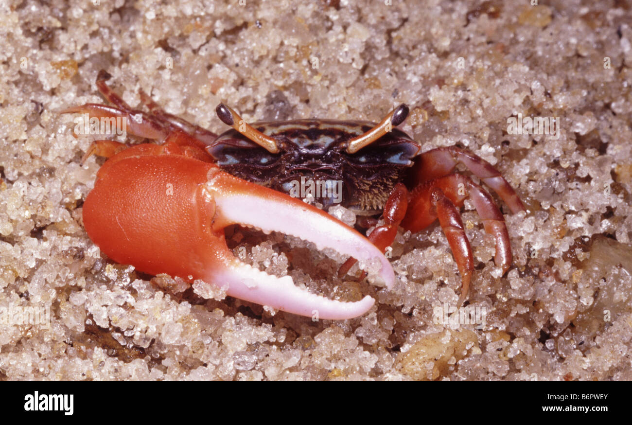 Uca fiddler crab mangrove hi-res stock photography and images - Alamy