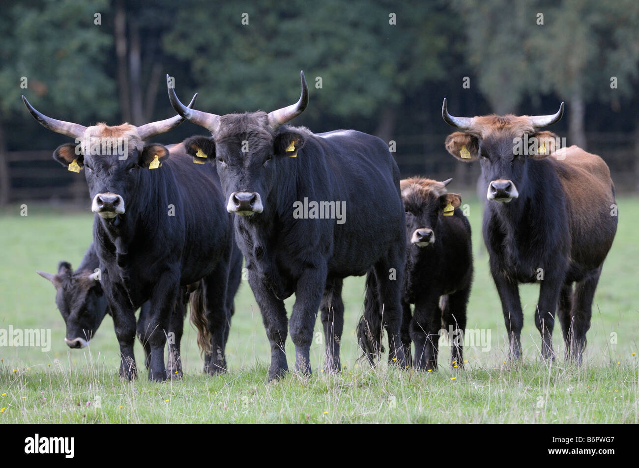 Recreated Aurochs, Heck Cattle (Bos primigenius primigenius), herd ...