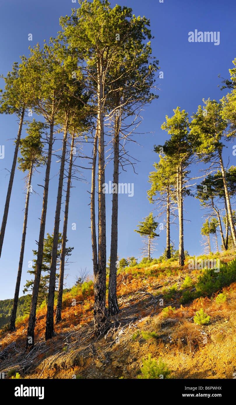 Tall pine trees Stock Photo - Alamy