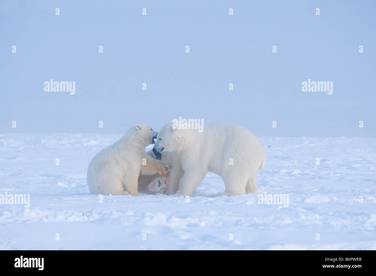 polar bears Ursus maritimus two 2 year olds and a spring cubs play with one another on the pack ...