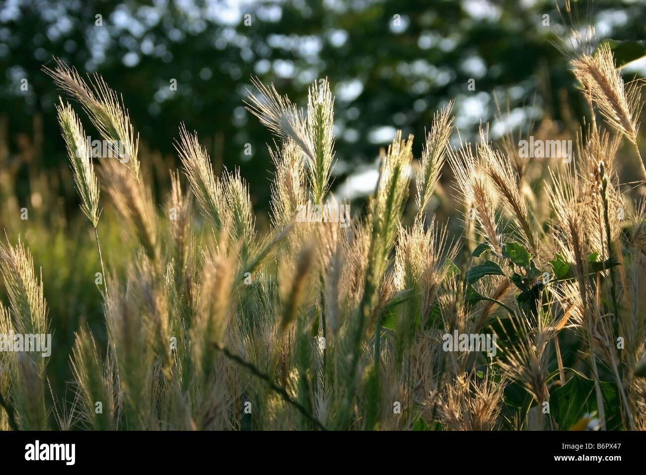 wheat crops plant field Stock Photo - Alamy