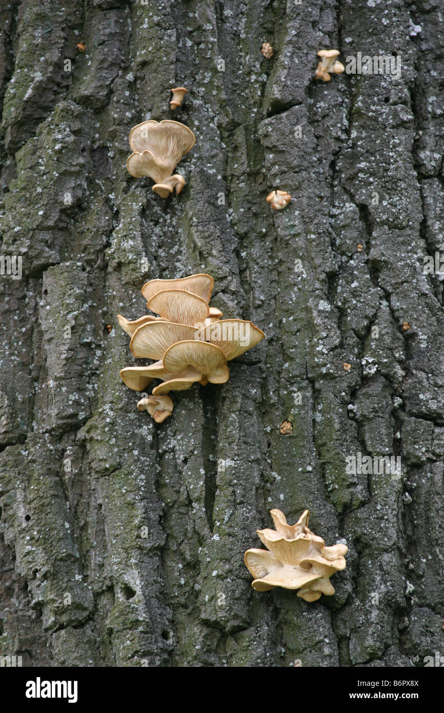 Conk fungi bracket hi-res stock photography and images - Alamy