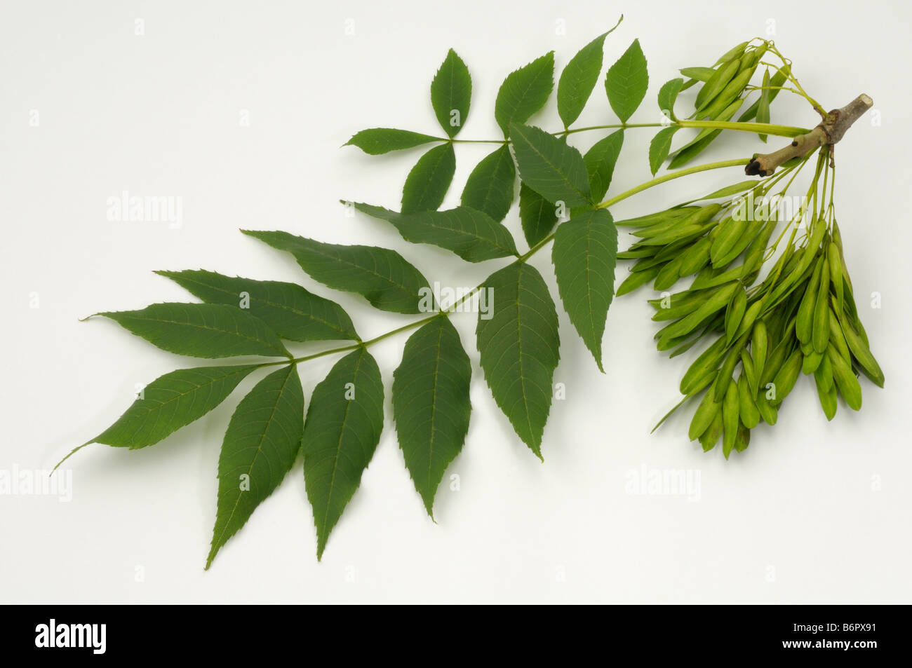 Common Ash, European Ash (Fraxinus excelsior), twig with leaves and ...