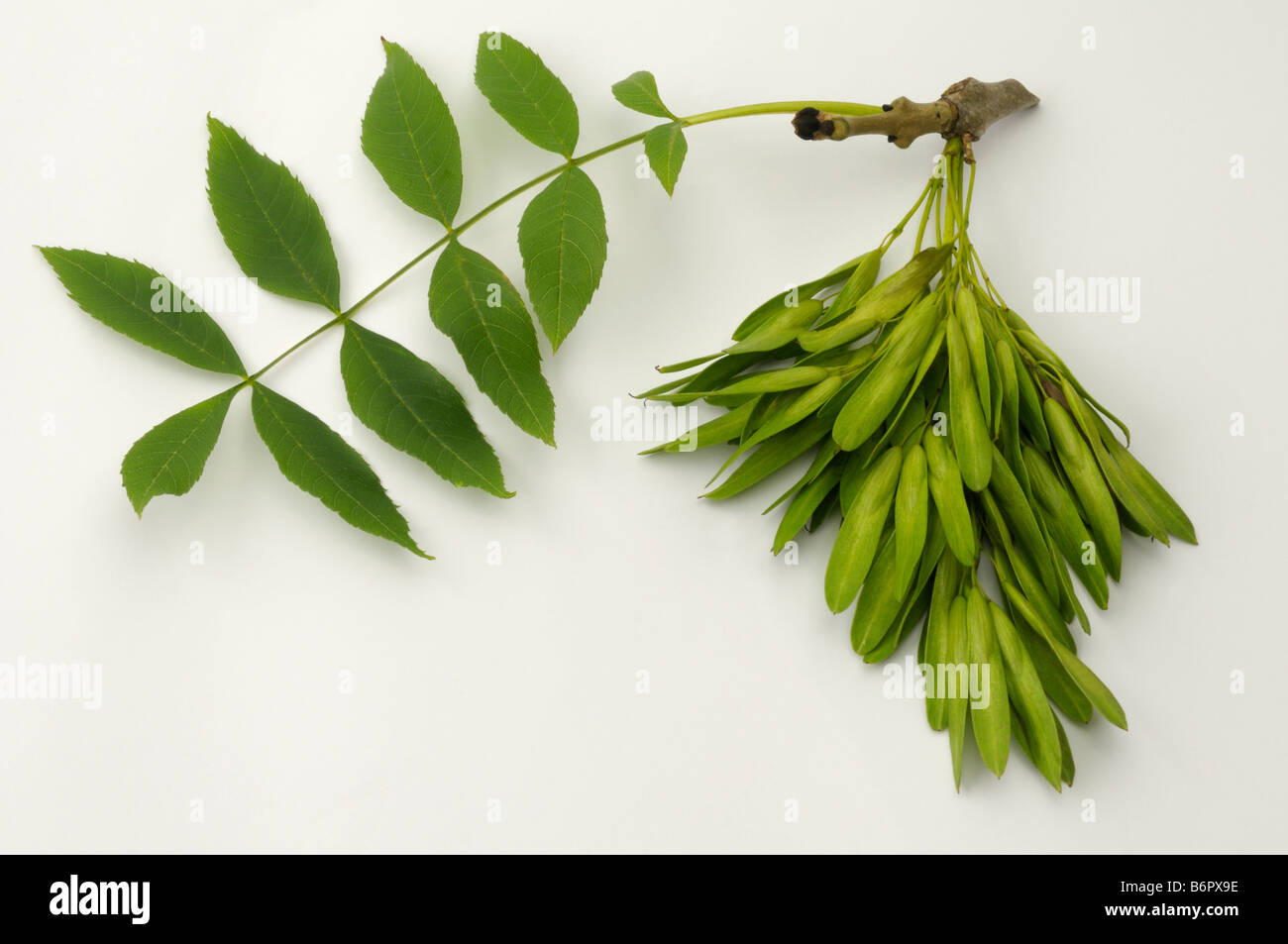 Common Ash, European Ash (Fraxinus excelsior), twig with leaves and ...