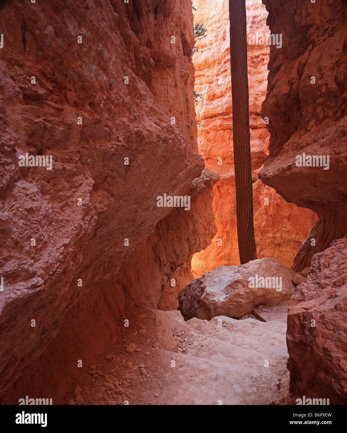 Steps bryce canyon hiking trail tree hi-res stock photography and ...