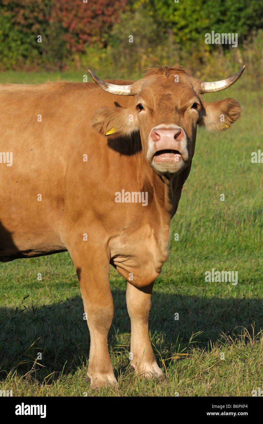Domestic Cattle Bos Primigenius Bos Taurus Breed Deutsches Frankenvieh Gelbvieh Cow