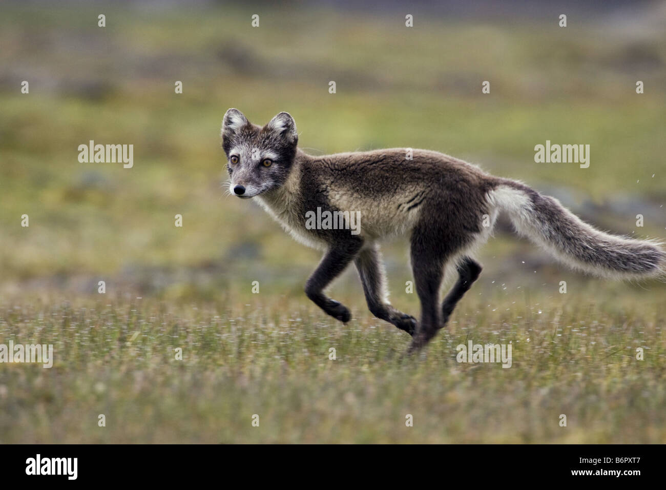 Fox looking back side view hi-res stock photography and images - Alamy