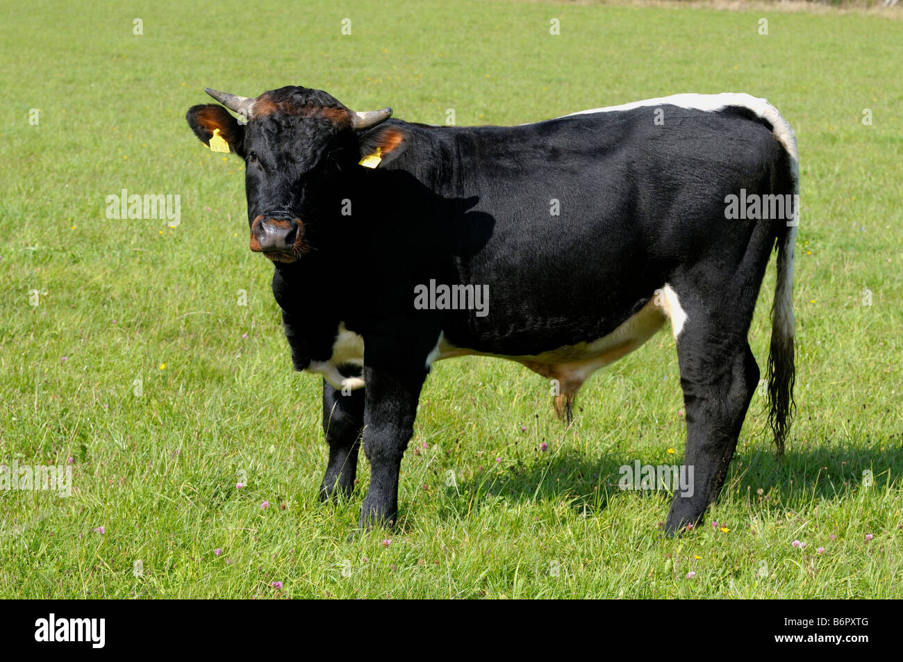 Domestic Cattle (Bos primigenius, Bos taurus), breed; Pinzgau Cattle ...