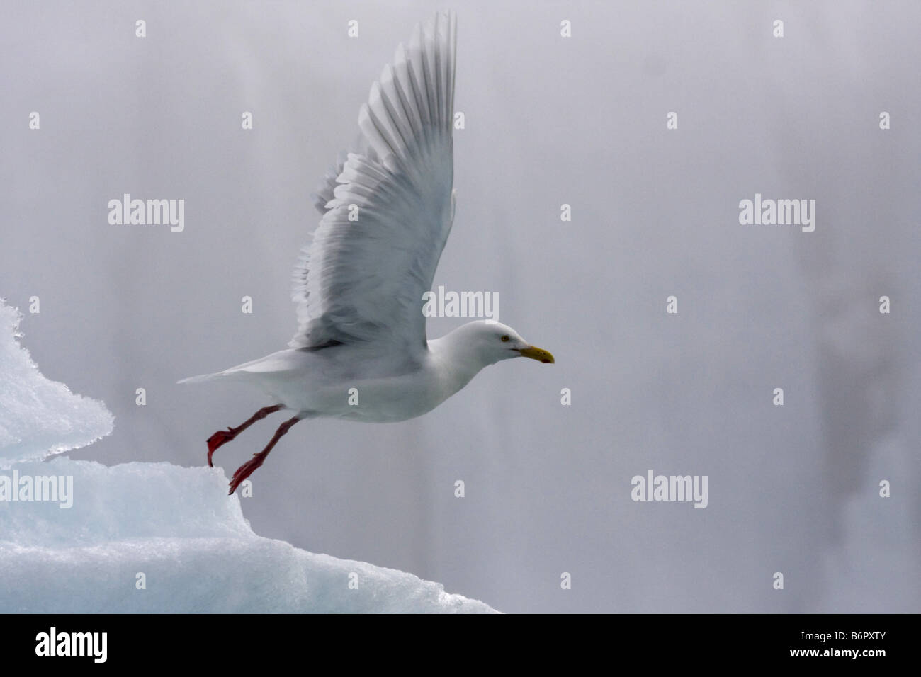 glaucous gull (Larus hyperboreus), taking off the ice, Norway Stock ...