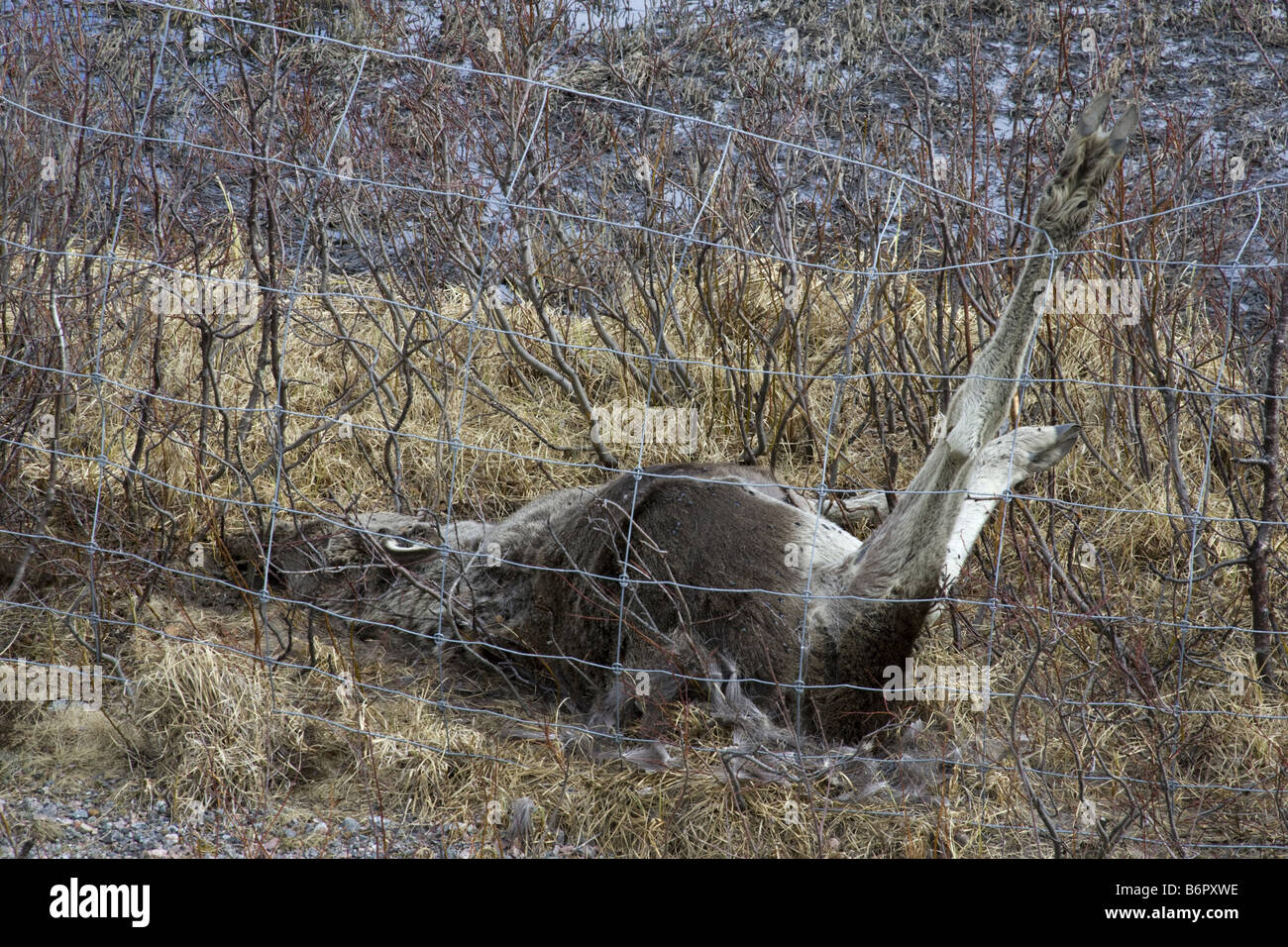 moose, elk (Alces alces), young elk died in a reindeer fence, Sweden ...