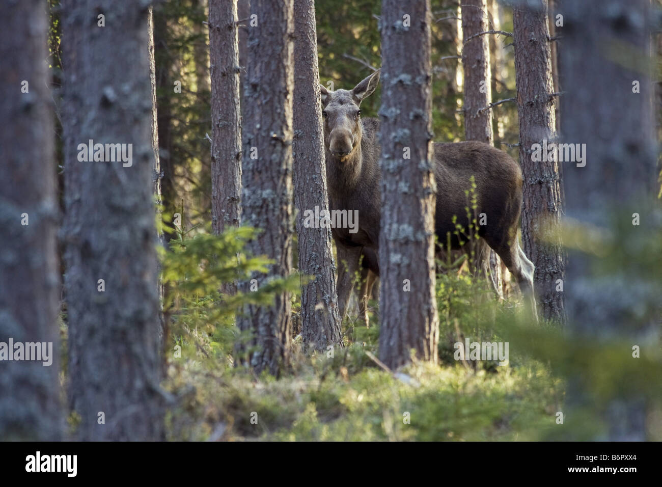 moose, elk (Alces alces), female in forest, hiding behind trees, Sweden ...