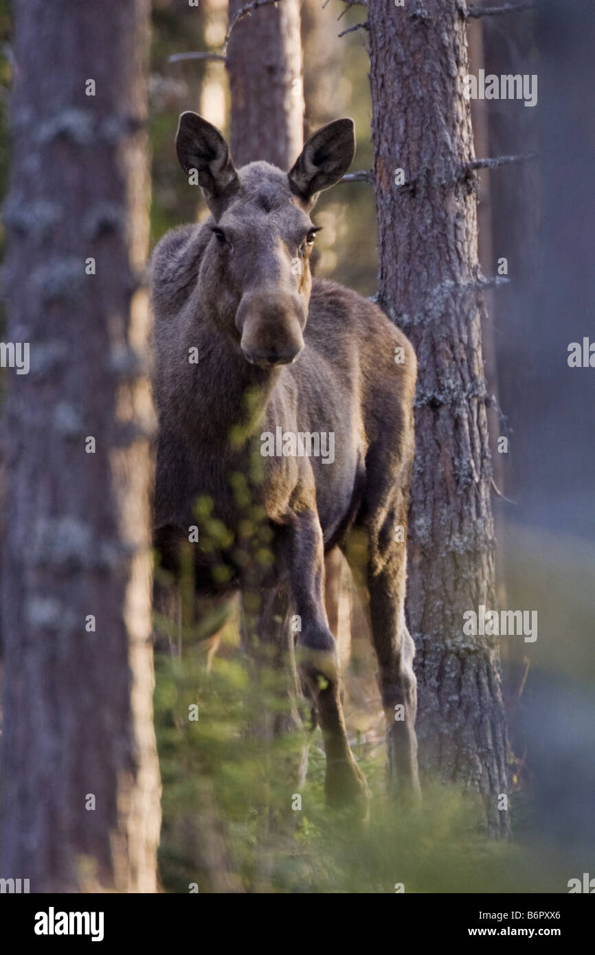 moose, elk (Alces alces), female in forest, hiding behind trees, Sweden ...