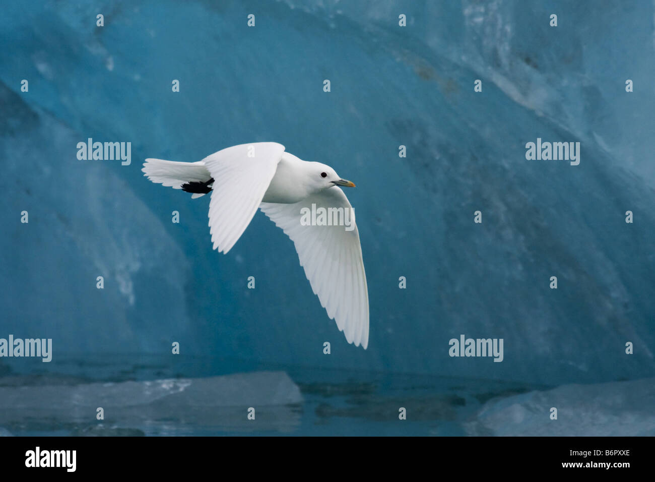 ivory gull (Pagophila eburnea), adult flying in front of blue ice ...