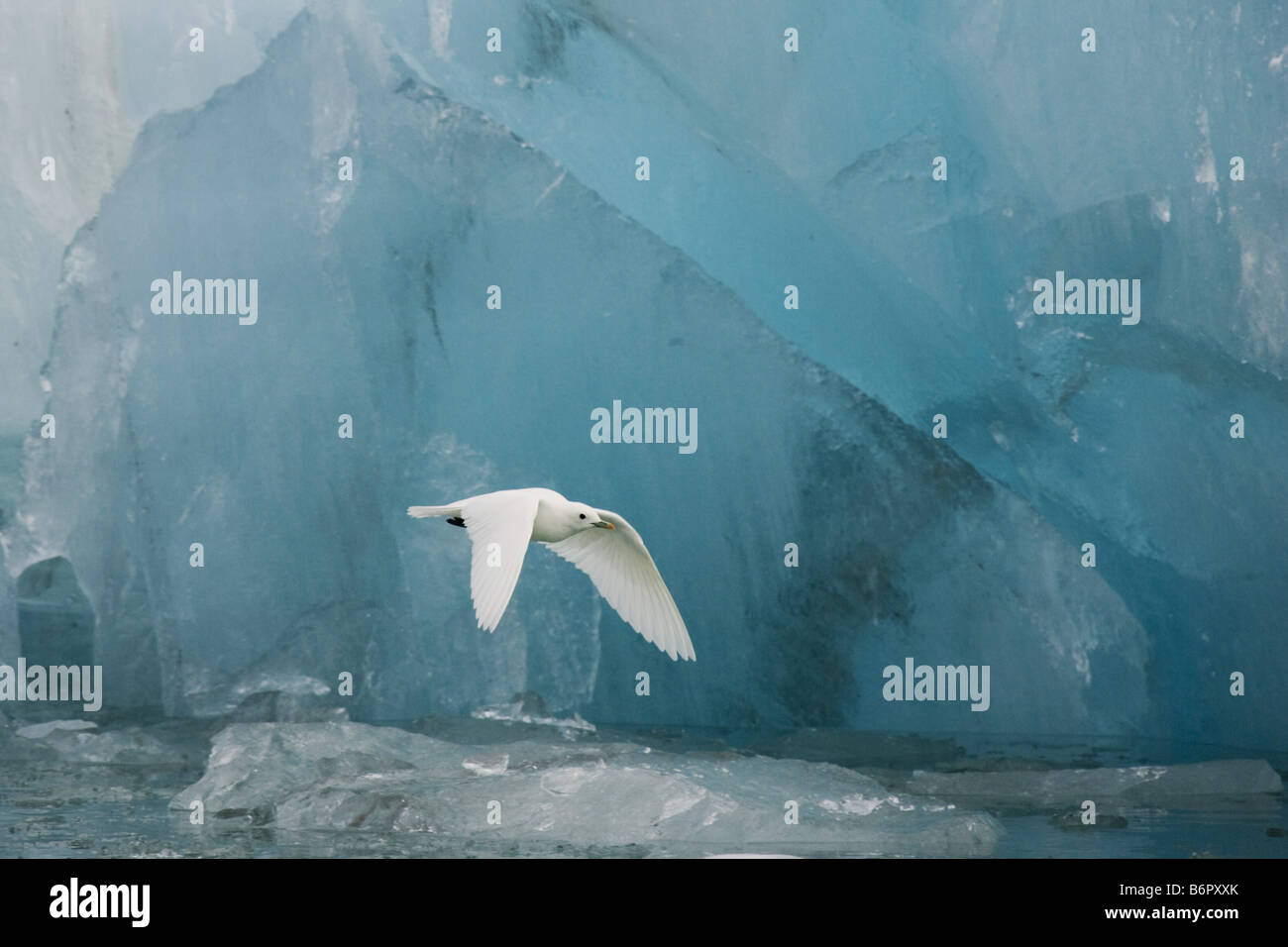 ivory gull (Pagophila eburnea), adult flying in front of blue ice ...