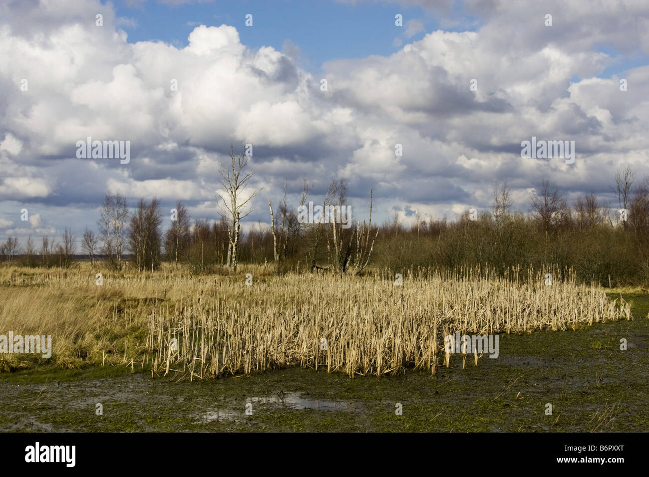 Swedish swamp frogs hi-res stock photography and images - Alamy