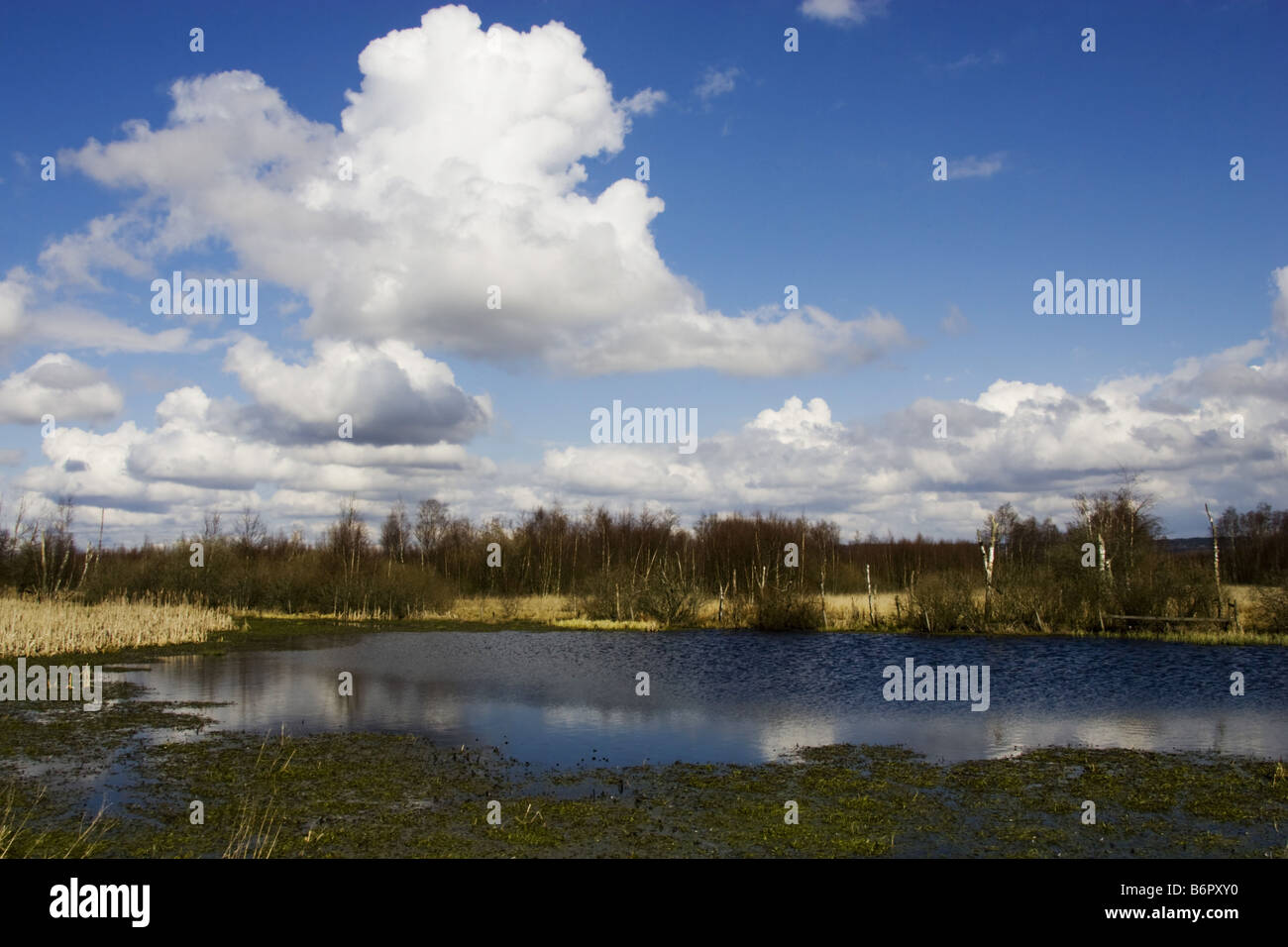 Swedish swamp frogs hi-res stock photography and images - Alamy