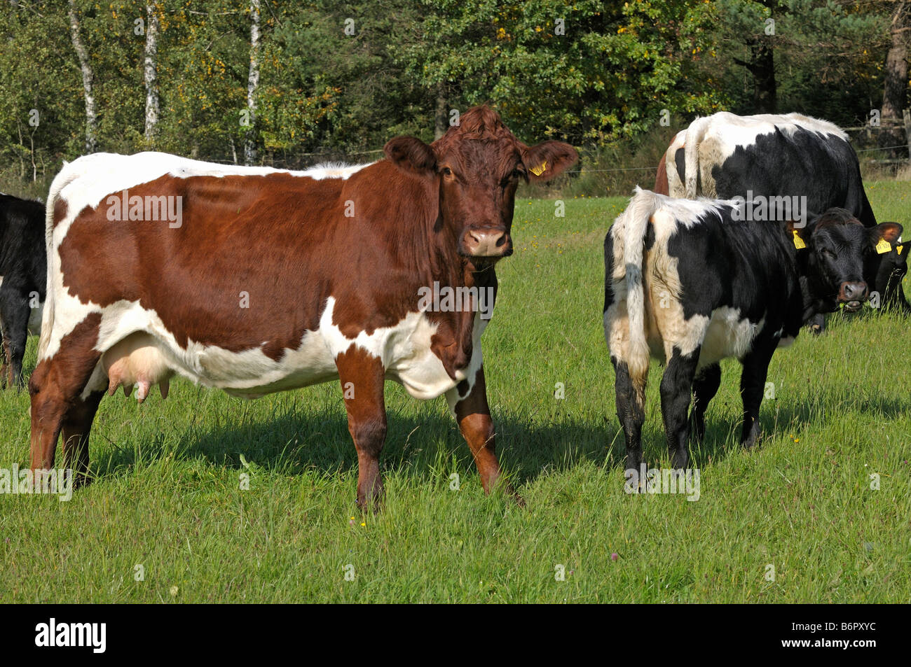 Domestic Cattle (Bos primigenius, Bos taurus), breed; Pinzgau Cattle ...