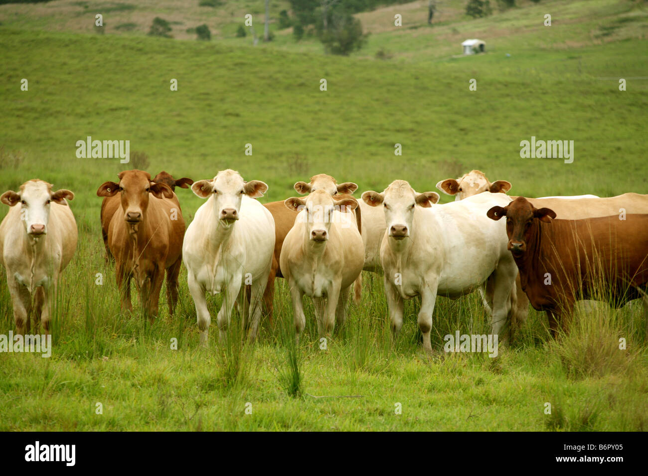 6 Cows The Avian And Human Influenza A Virus Receptors Sialic Acid (SA