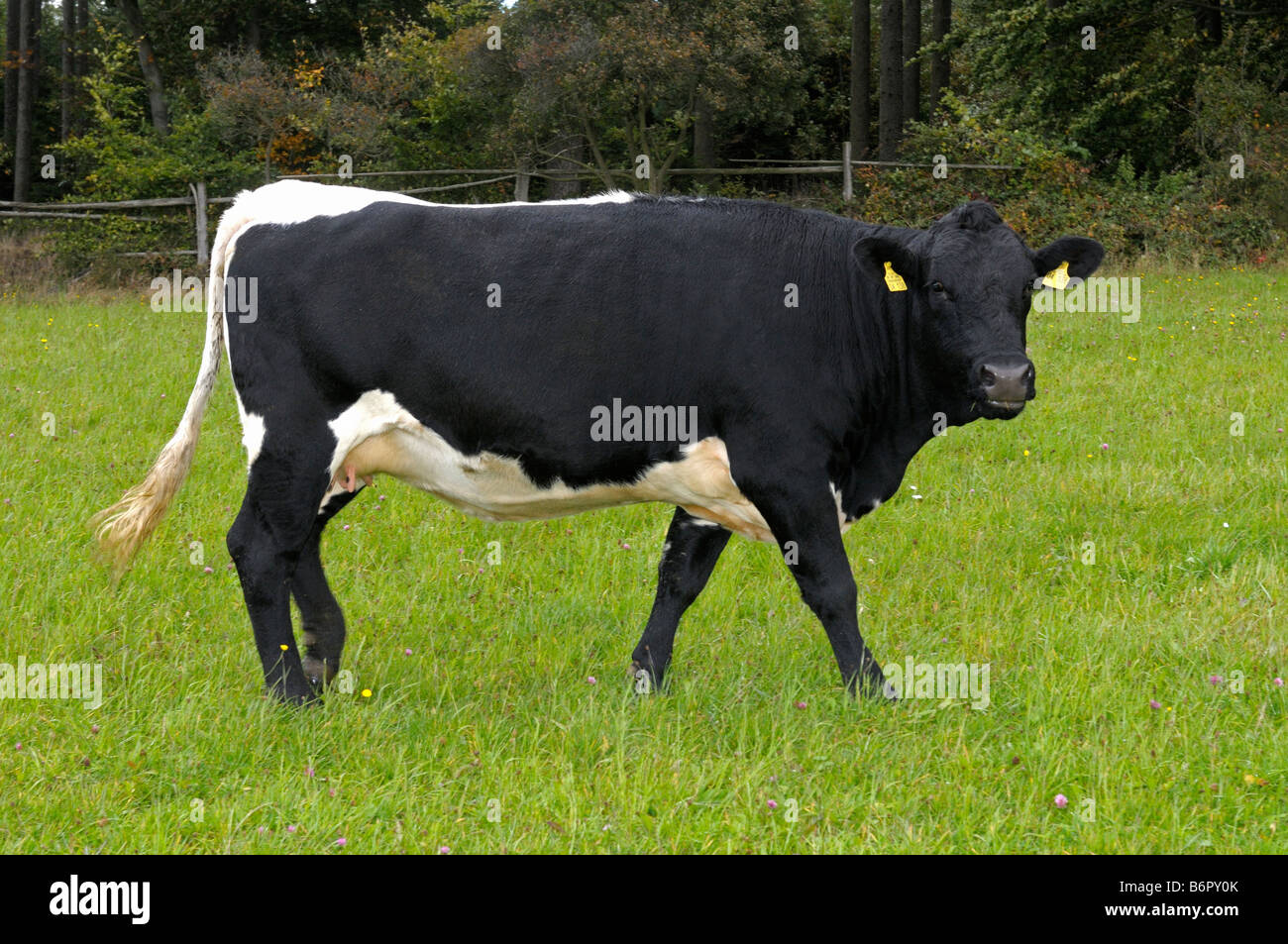 Domestic Cattle Bos Primigenius Bos Taurus Breed Pinzgau Cattle Black Cow On Pasture Stock