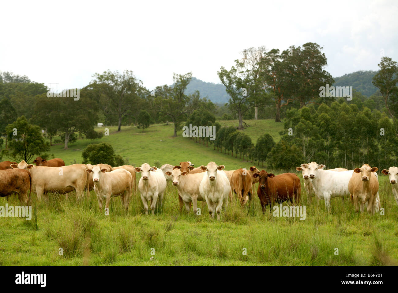Cattle ranch australia hi-res stock photography and images - Alamy