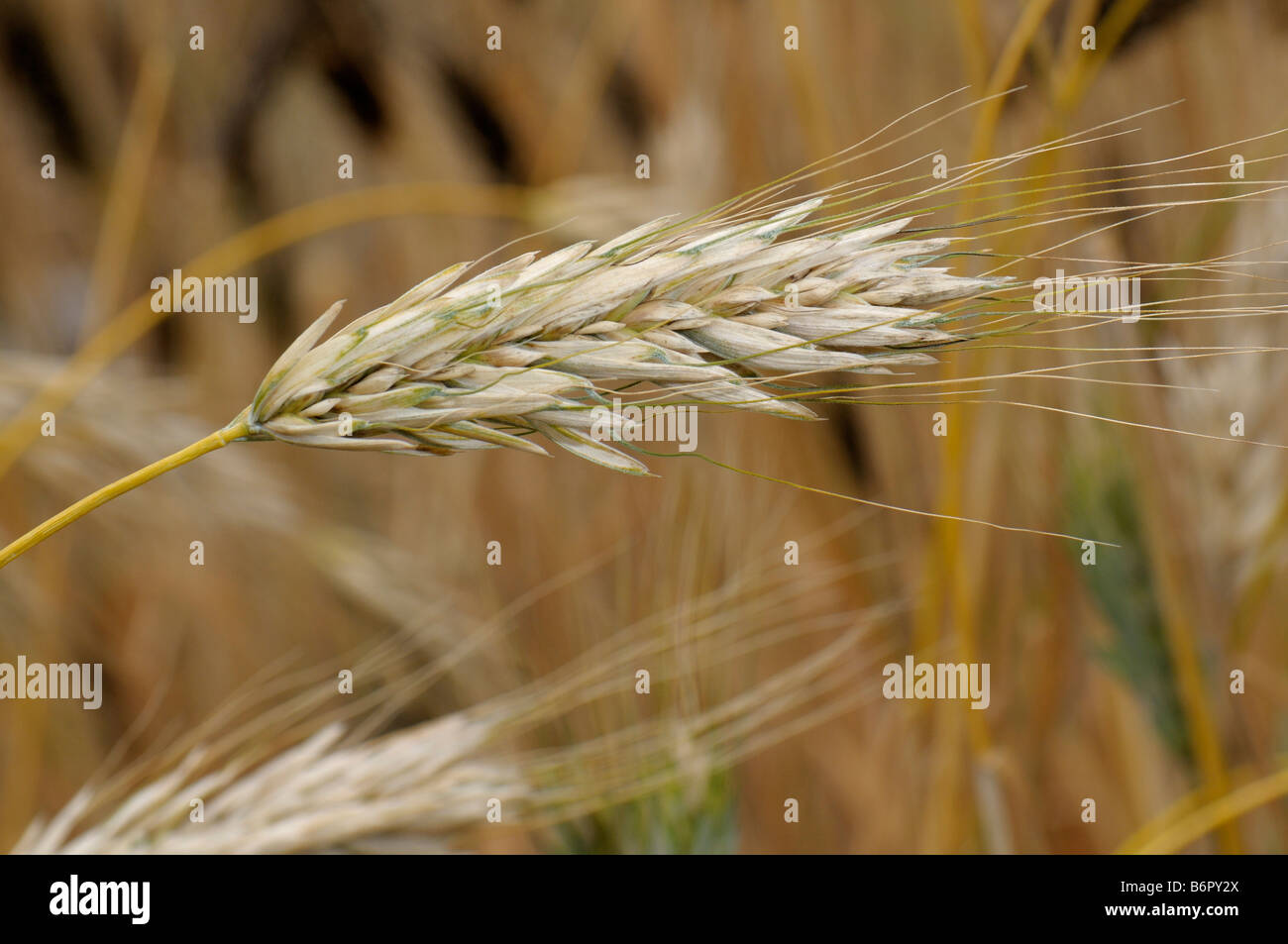 Polish wheat hi-res stock photography and images - Alamy