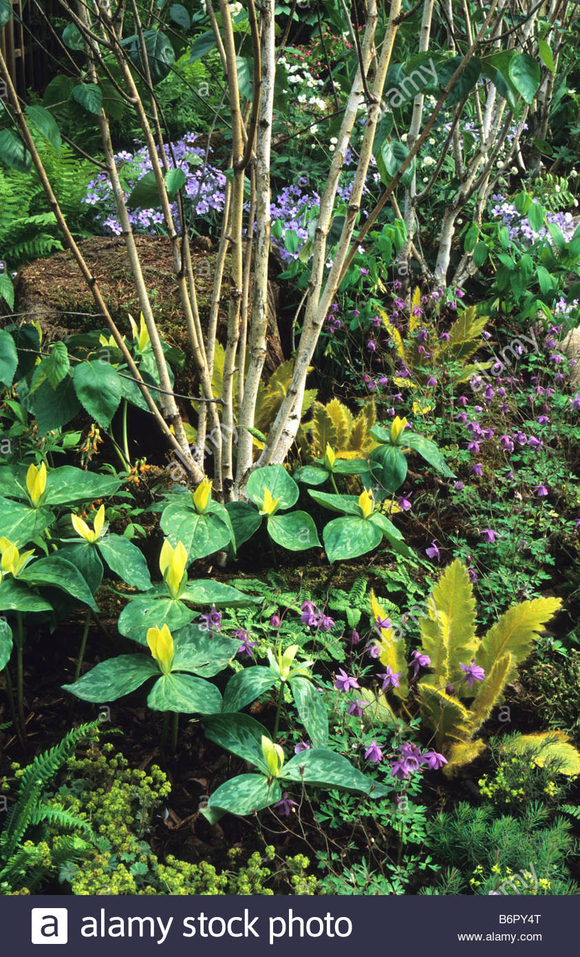 Underplanting Stock Photos & Underplanting Stock Images - Alamy