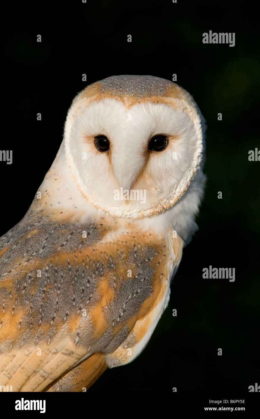 Barn owl outdoors against dark background Stock Photo - Alamy