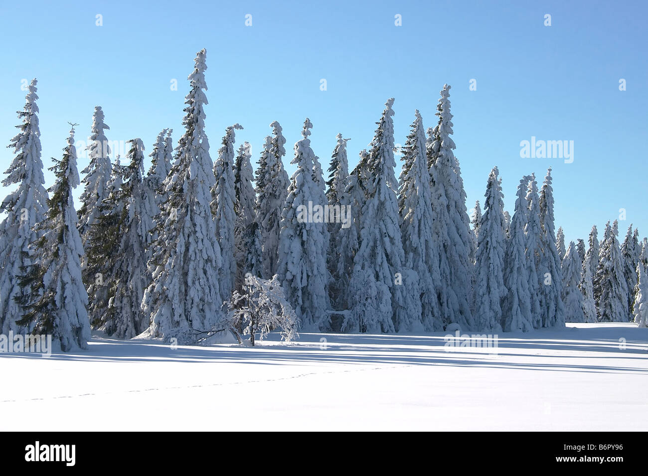Frosty conifers hi-res stock photography and images - Alamy