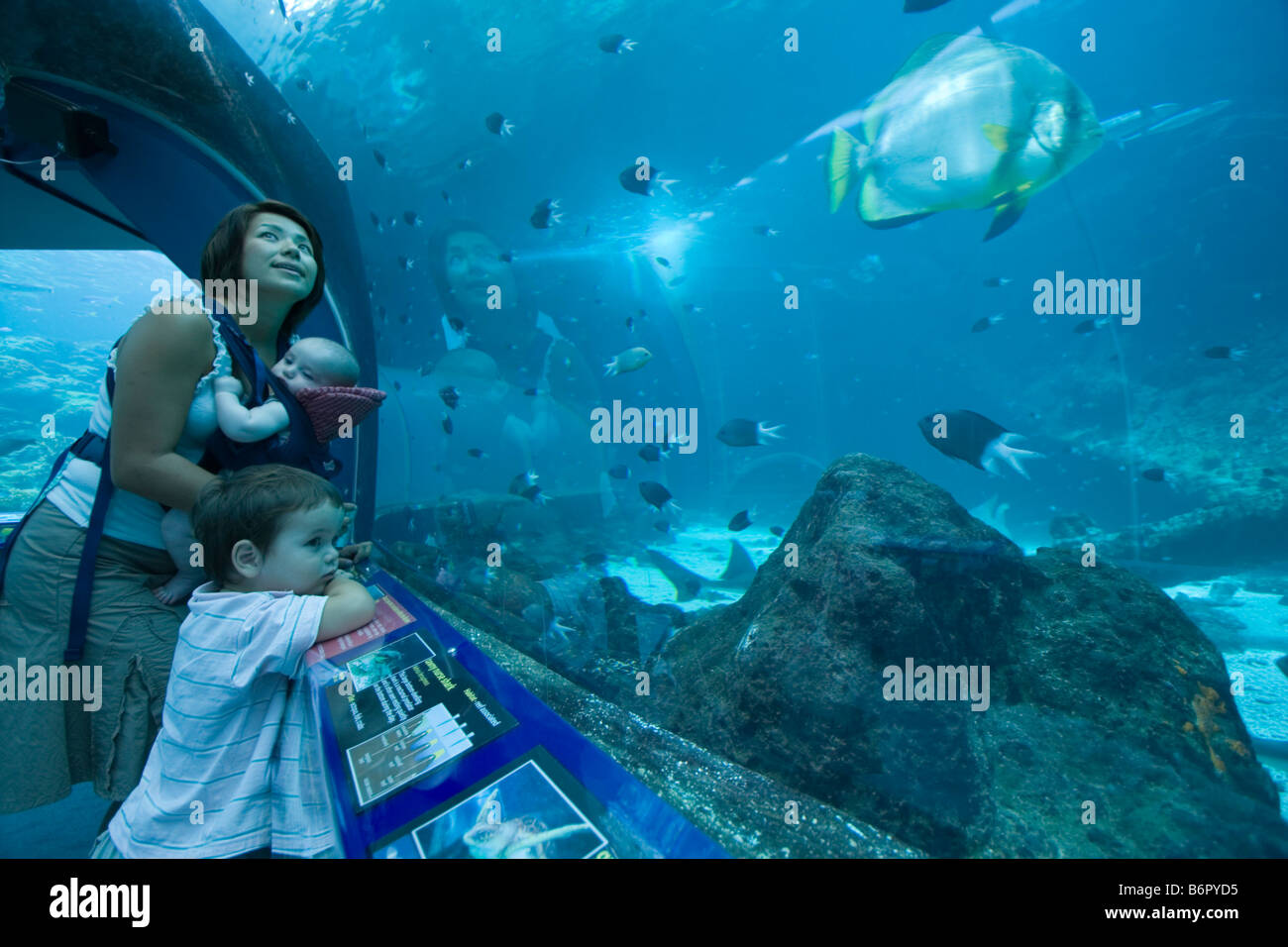 A mother and her two young sons look at the fish inside the Reef HQ ...