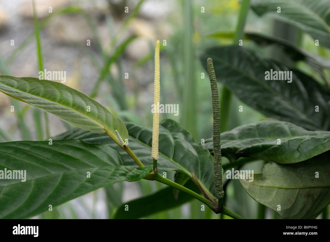 Long Pepper (Piper longum), twig with flower spikes Stock Photo - Alamy