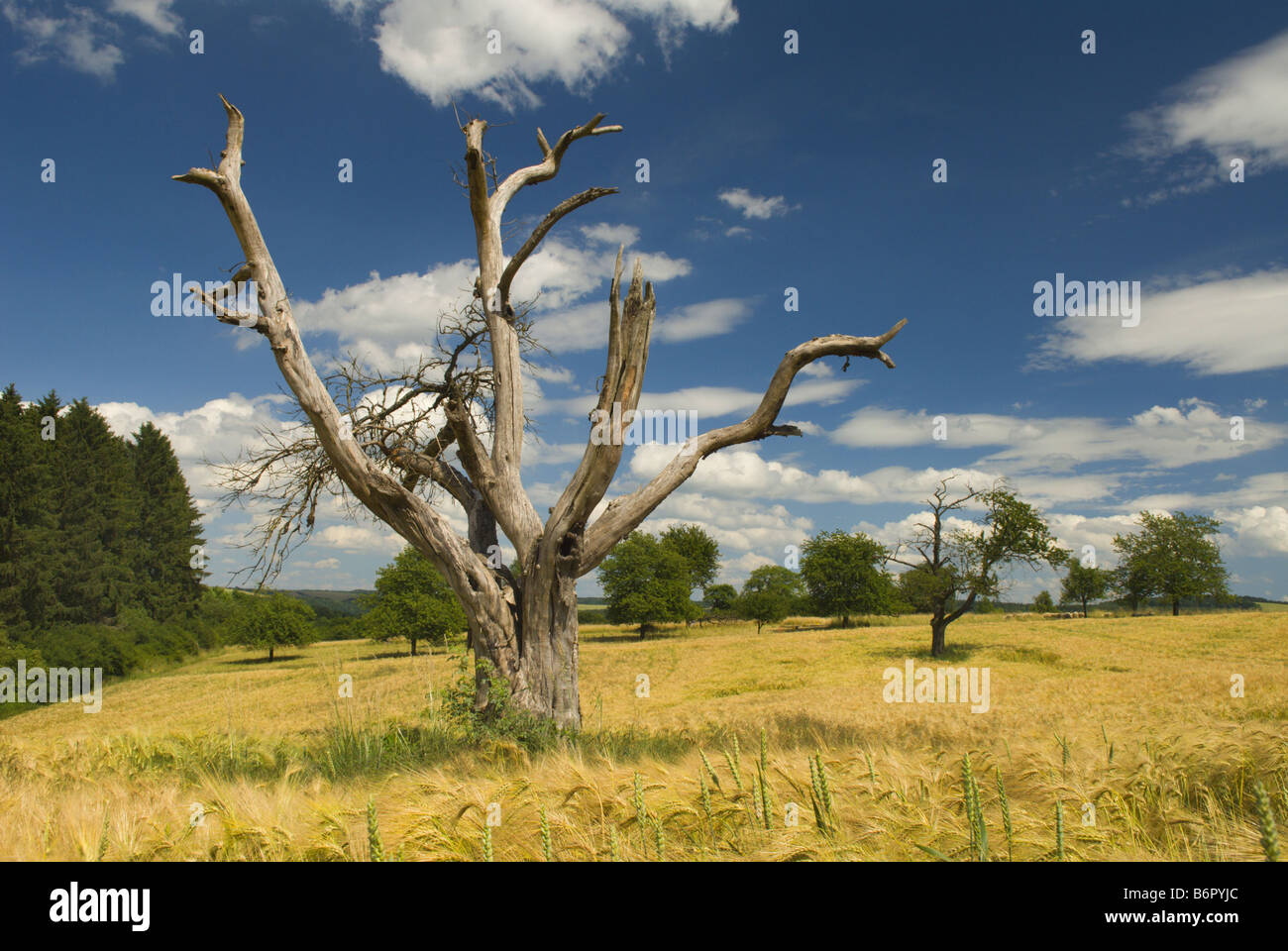 Dead cornfields hi-res stock photography and images - Alamy