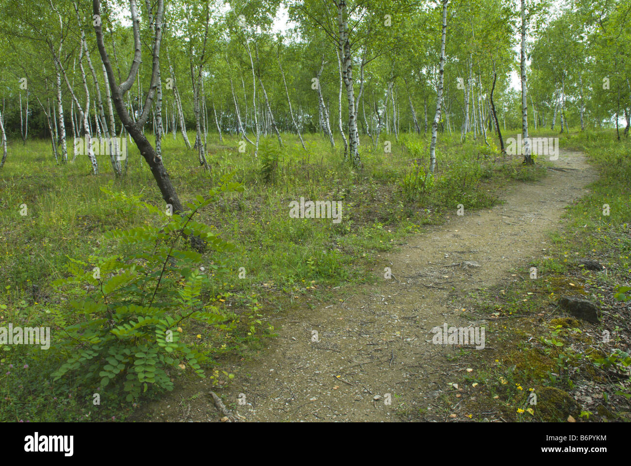Young silver birch tree green hi-res stock photography and images - Alamy