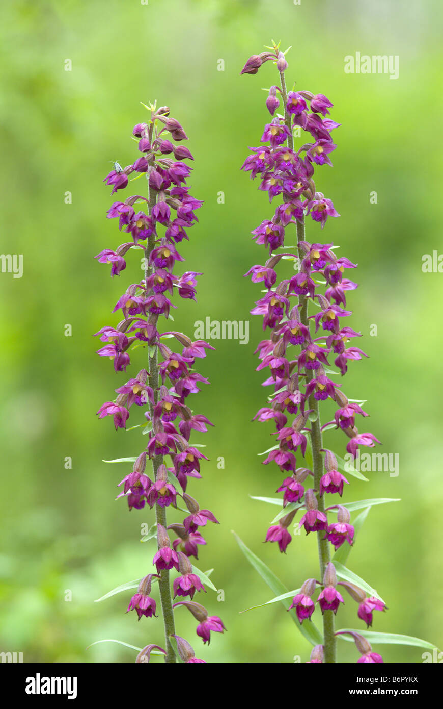 dark-red helleborine, royal helleborine (Epipactis atrorubens), two ...