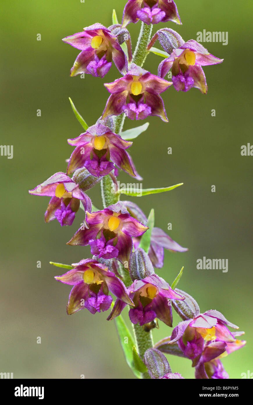dark-red helleborine, royal helleborine (Epipactis atrorubens ...