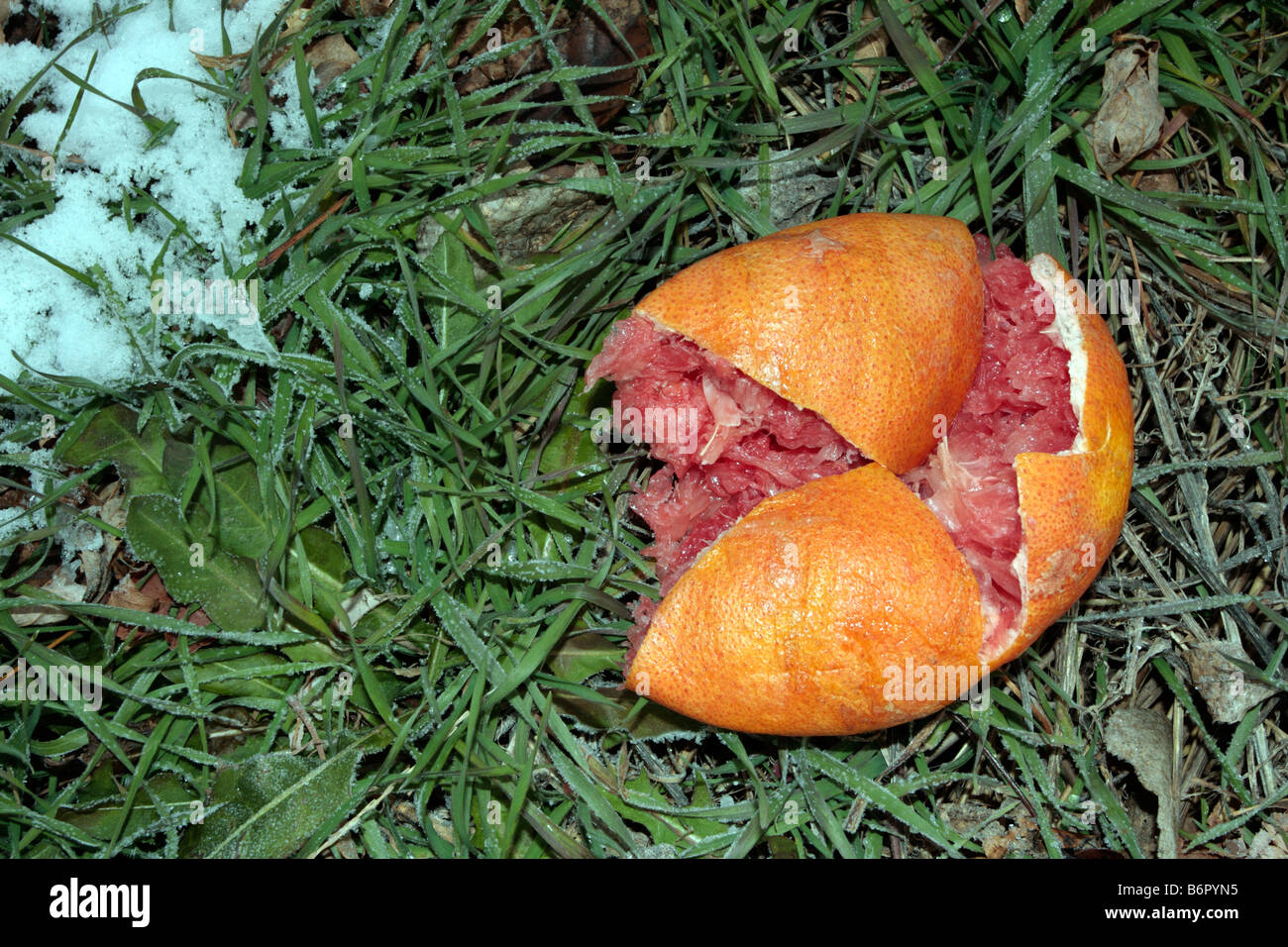 Smashed and frozen grapefruit on frost encrusted grass Stock Photo - Alamy