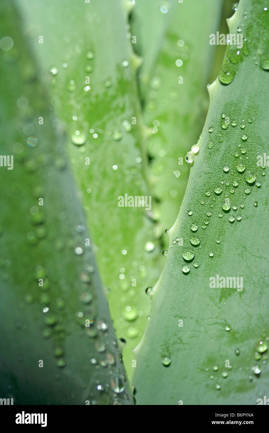 Burn plant Aloe vera Stock Photo - Alamy