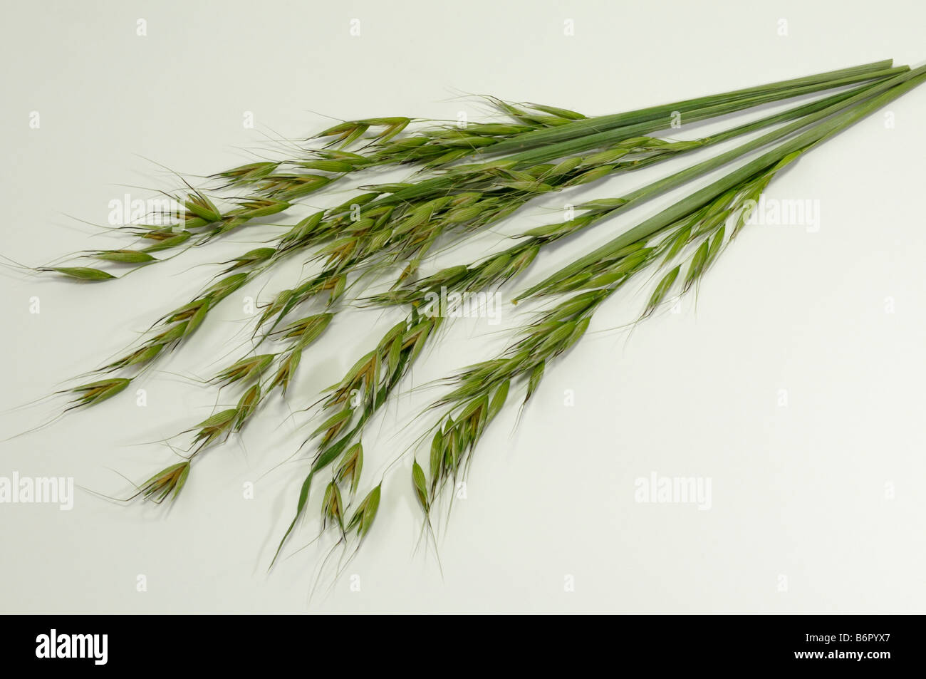 Common Wild Oat (Avena fatua), stems with panicles, studio picture ...