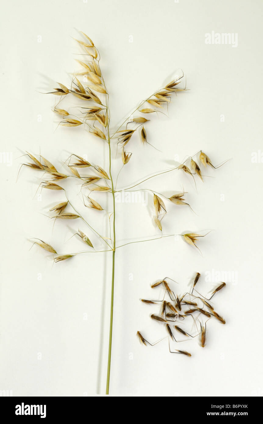 Common Wild Oat (Avena fatua), stem with panicle and seeds studio ...