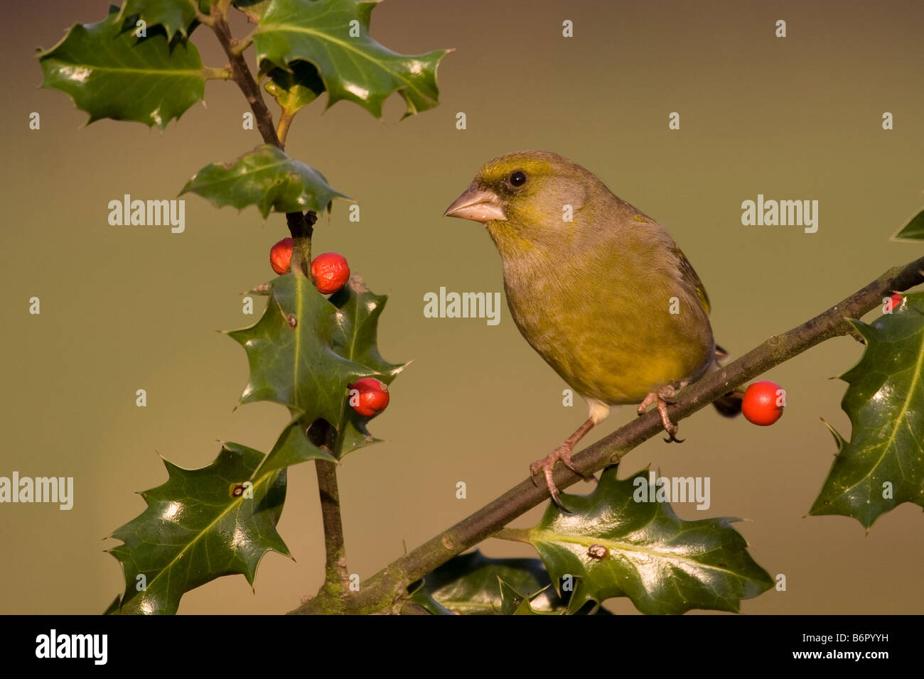 Holly bird hi-res stock photography and images - Alamy