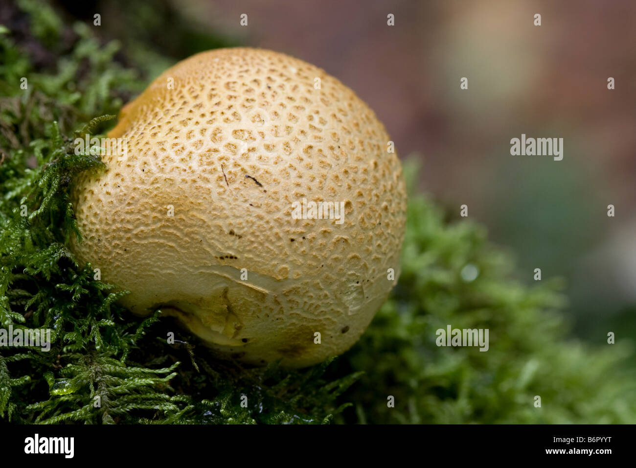Puffball Fungus Stock Photos & Puffball Fungus Stock Images - Alamy