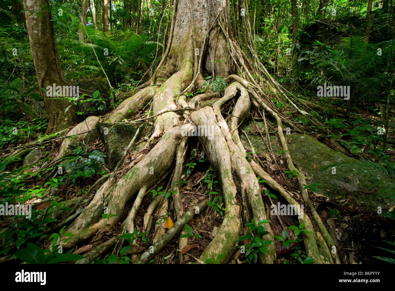 An intricately gnarled system of tree roots on an ancient tree in ...