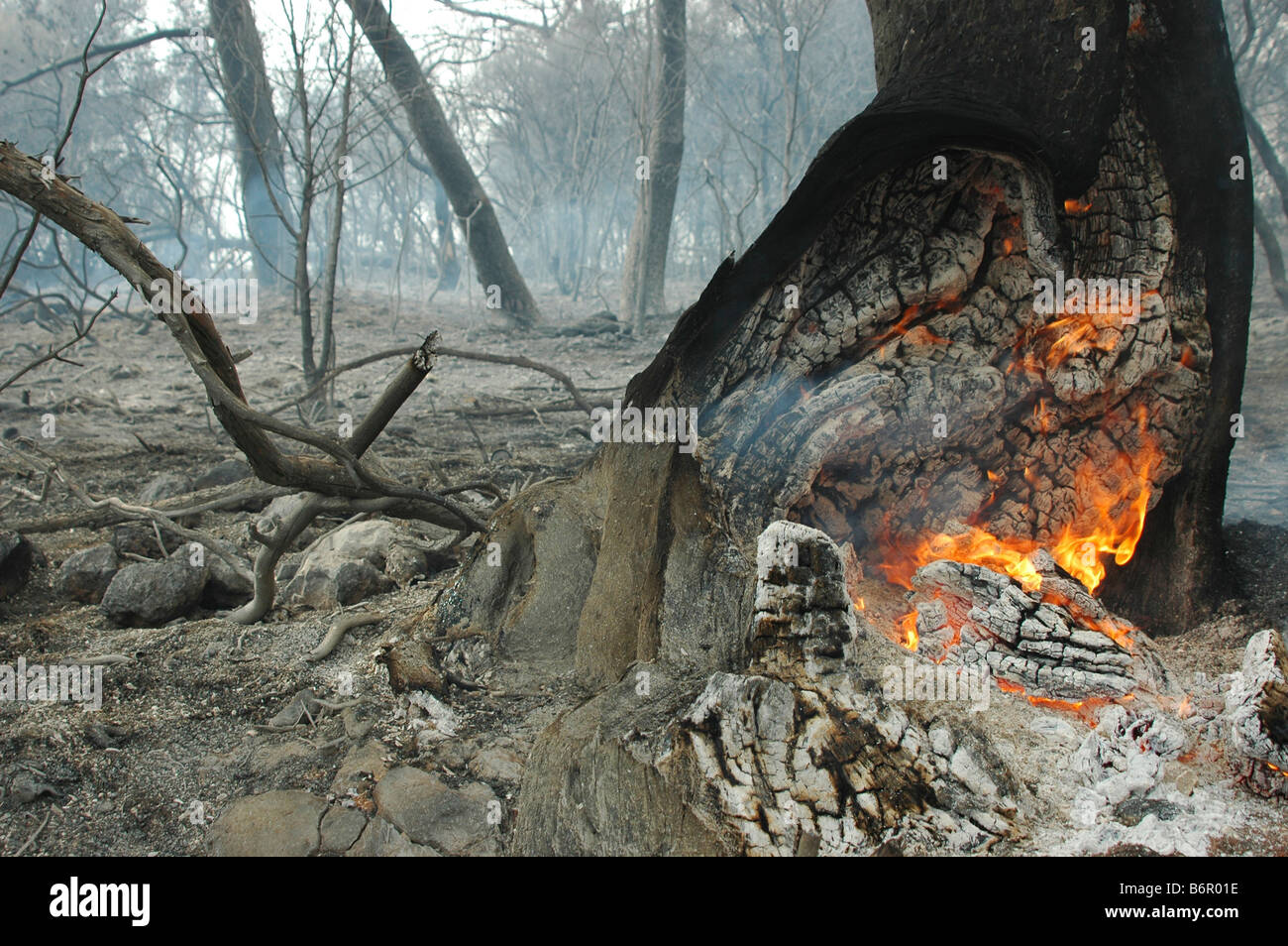 Israel Haifa Carmel Mountain Forest A fire smouldering in a tree trunk ...